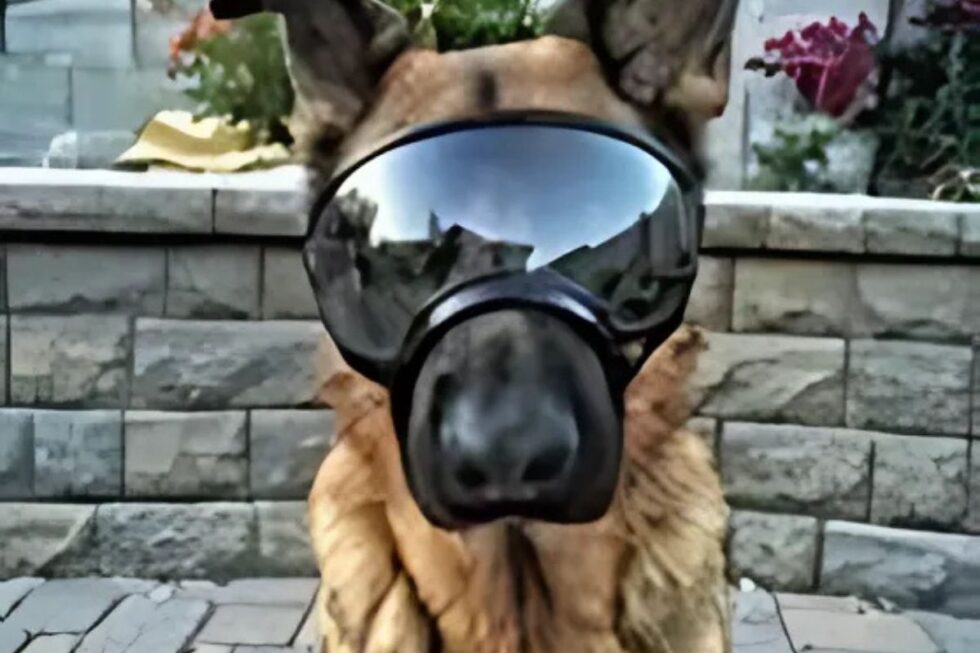 Pet Pannus (Chronic Superficial Keratitis) in Spring TX | NHVO